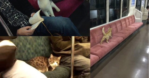 Just a bunch of adorable cats riding on trains in Japan | SoraNews24 ...