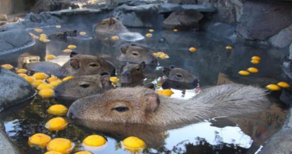 Capybara hot springs are back: Rodent-friendly onsen now available all ...