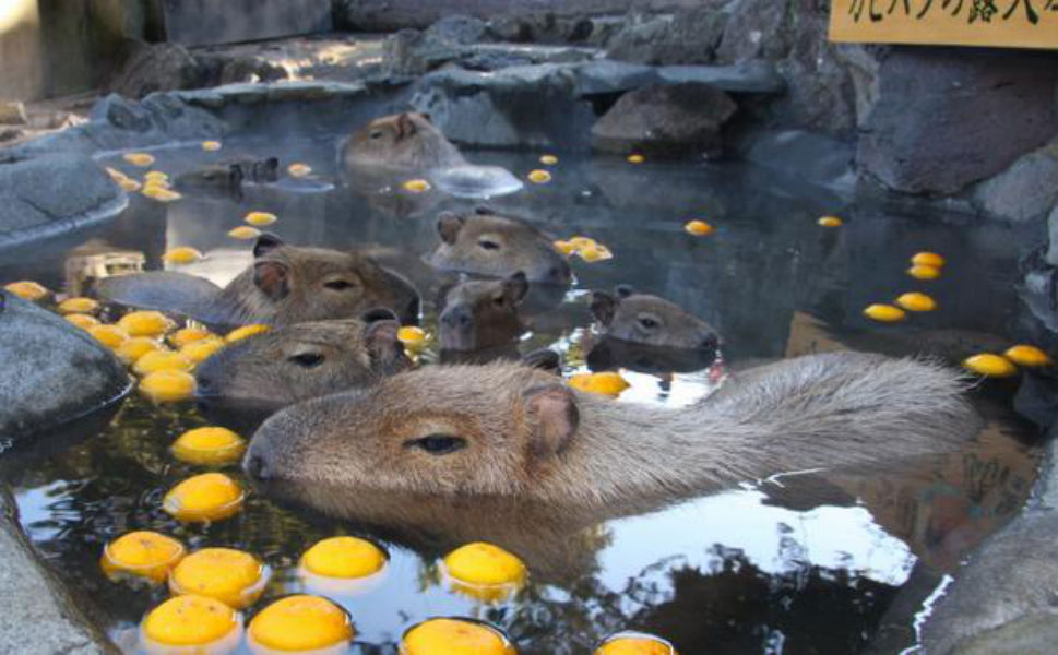 Capybara hot springs are back: Rodent-friendly onsen now available all ...