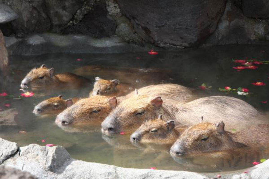 Capybara hot springs are back: Rodent-friendly onsen now available all ...