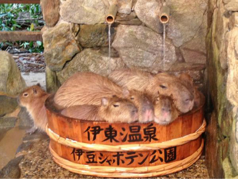 Capybara hot springs are back: Rodent-friendly onsen now available all ...