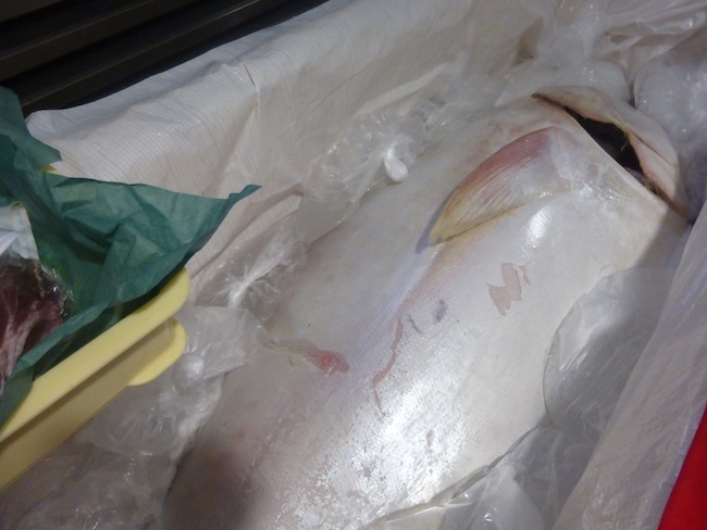 Rare ghost-white tuna caught off Bali — we go to see it on display in ...