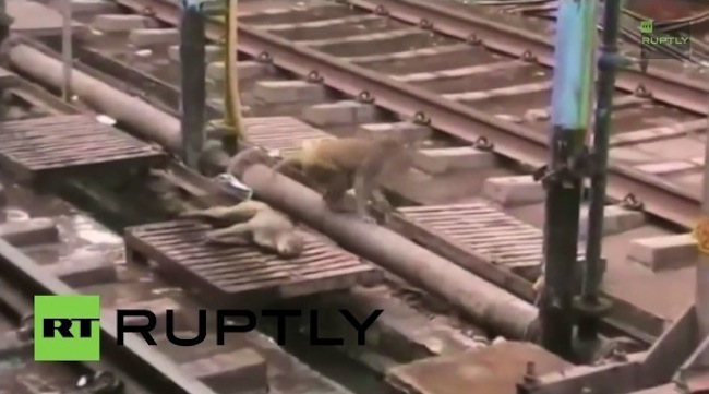Monkey pulls electrocuted buddy from train tracks, revives him as ...