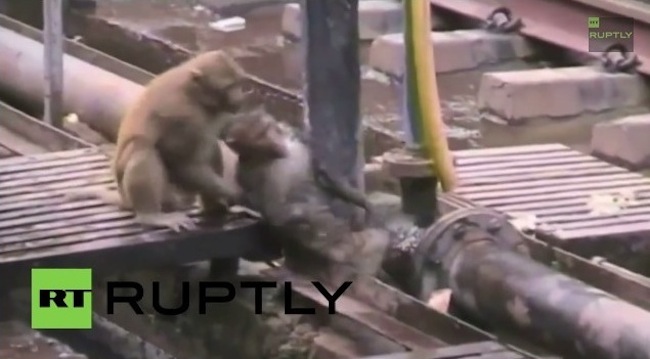 Monkey pulls electrocuted buddy from train tracks, revives him as ...