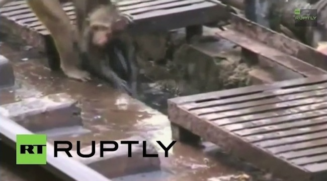 Monkey pulls electrocuted buddy from train tracks, revives him as ...