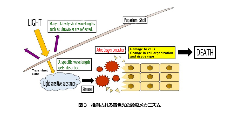 Tohoku University team discovers blue light is effective at killing ...