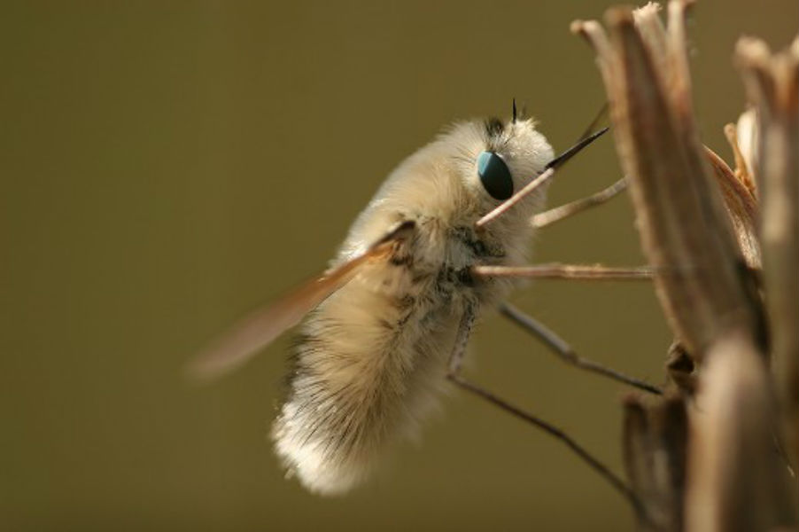 Japan is home to the cutest bug in the world, but they’re on the verge ...