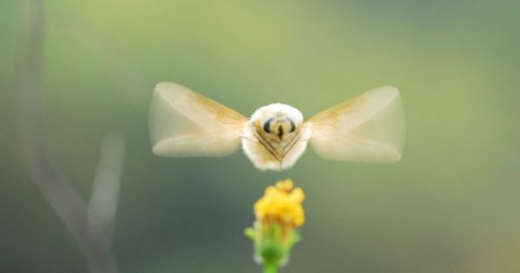 Japan is home to the cutest bug in the world, but they’re on the verge ...