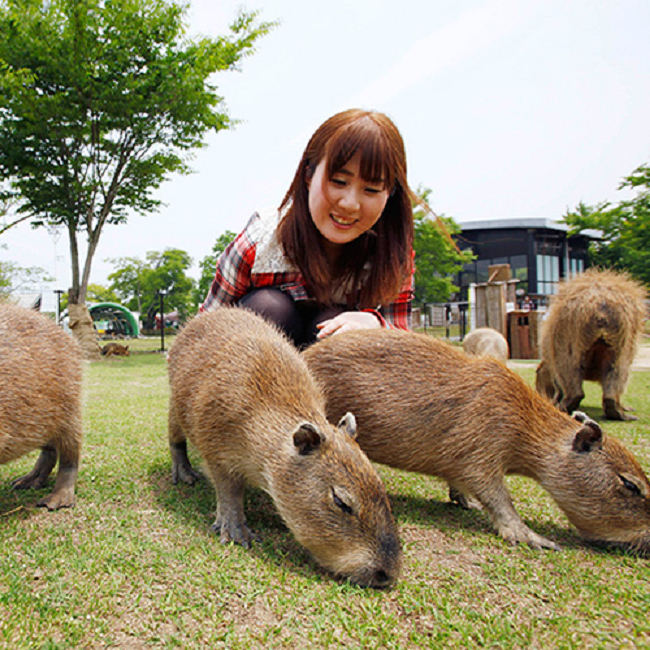 Adorable circular capybara formation proves they look cute even when ...