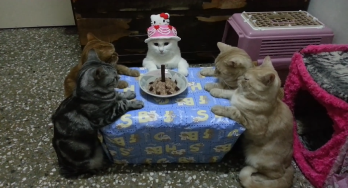 Group of cats in China gathers for séance, summoning, or maybe just some sinister cake 【Video ...