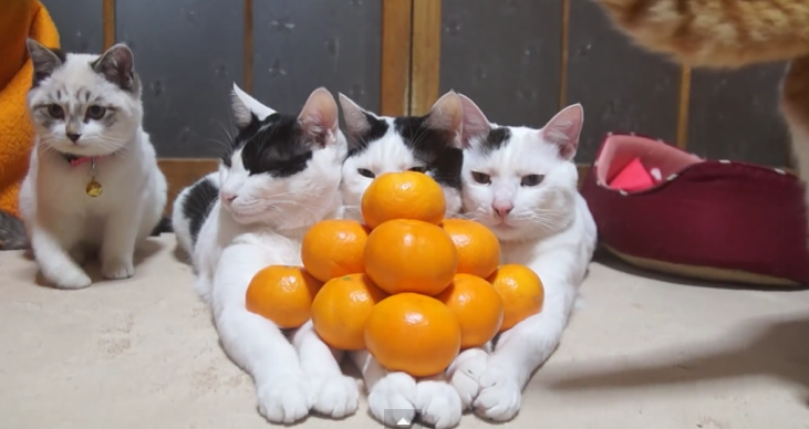 Video series of cats with mikan and kotatsu is also a cute survival ...