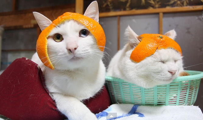 Video series of cats with mikan and kotatsu is also a cute survival ...