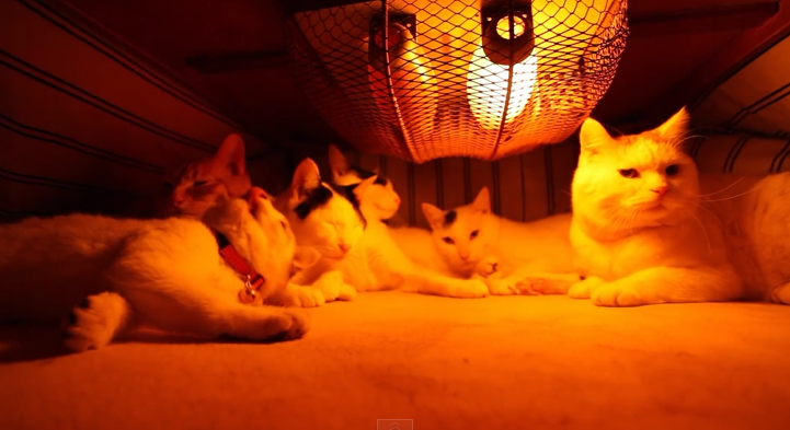 Video series of cats with mikan and kotatsu is also a cute survival ...