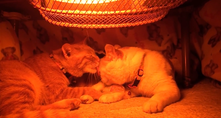 Video series of cats with mikan and kotatsu is also a cute survival ...
