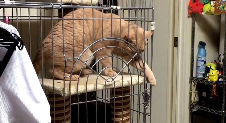 Video of crafty cat’s escape from behind bars shows no simple cage can ...