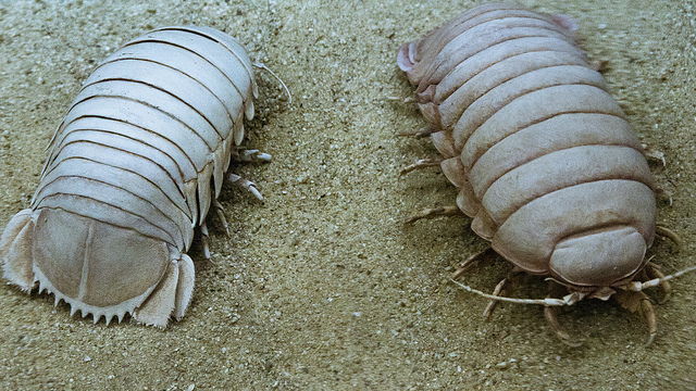 Japan’s love affair with sea bugs continues — sausage isopods now ...