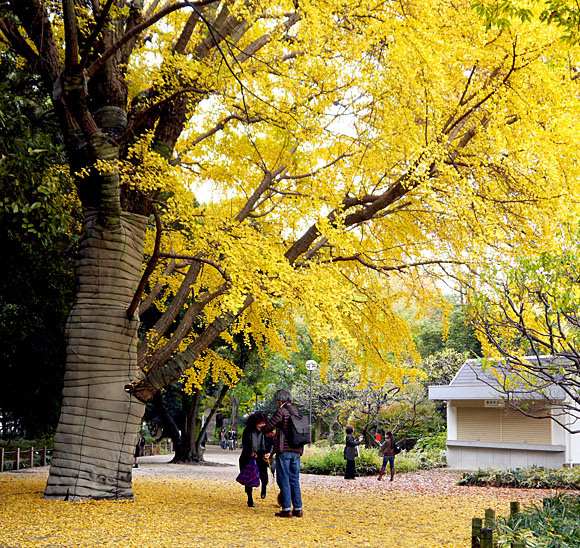 Enjoy the brilliantly colored autumn leaves at Shinjuku Gyoen with Mr ...