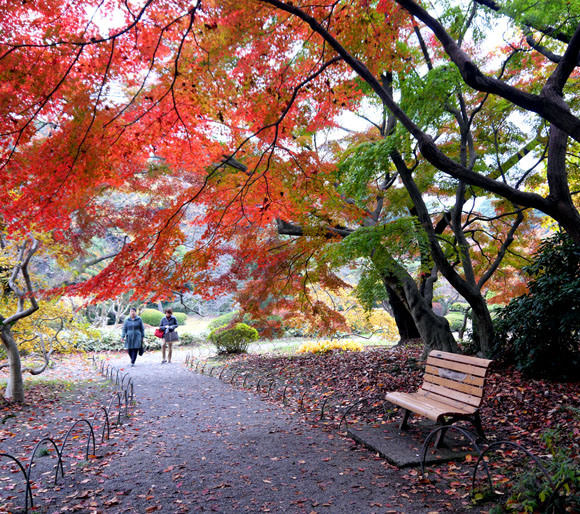 Enjoy the brilliantly colored autumn leaves at Shinjuku Gyoen with Mr ...