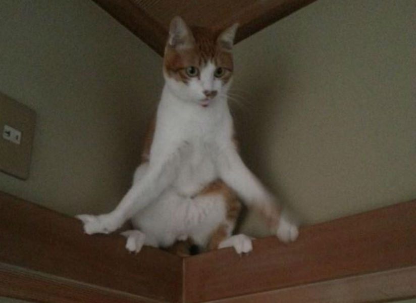 Ninja-cat poised for attack, puns and a difficult dismount | SoraNews24 ...