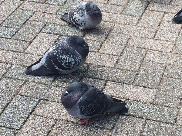 Pop-pom pigeons are topping Japan’s cute-o-meter this winter ...