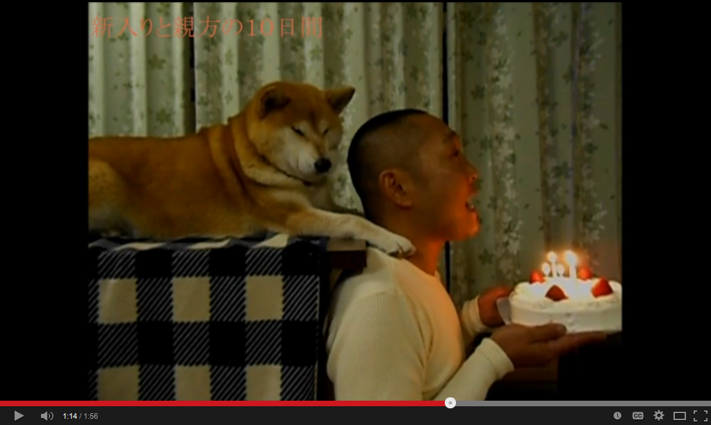 Mari-chan the sensational Shiba Inu actress is back and cute as ever ...