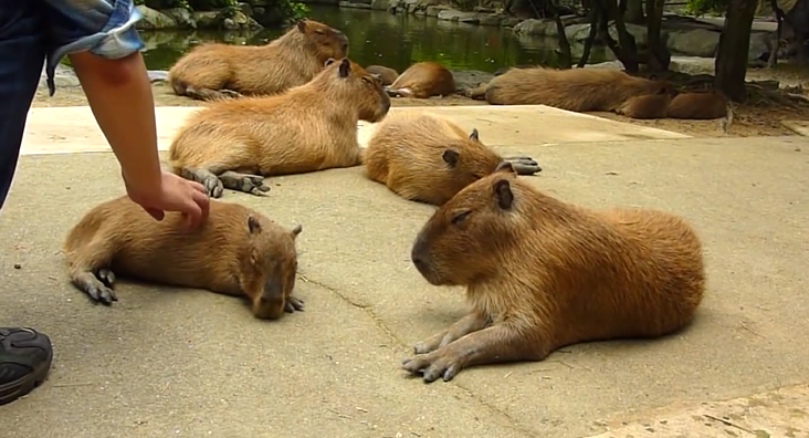 What happens when you scratch a capybara’s back? 【Video】 | SoraNews24 ...