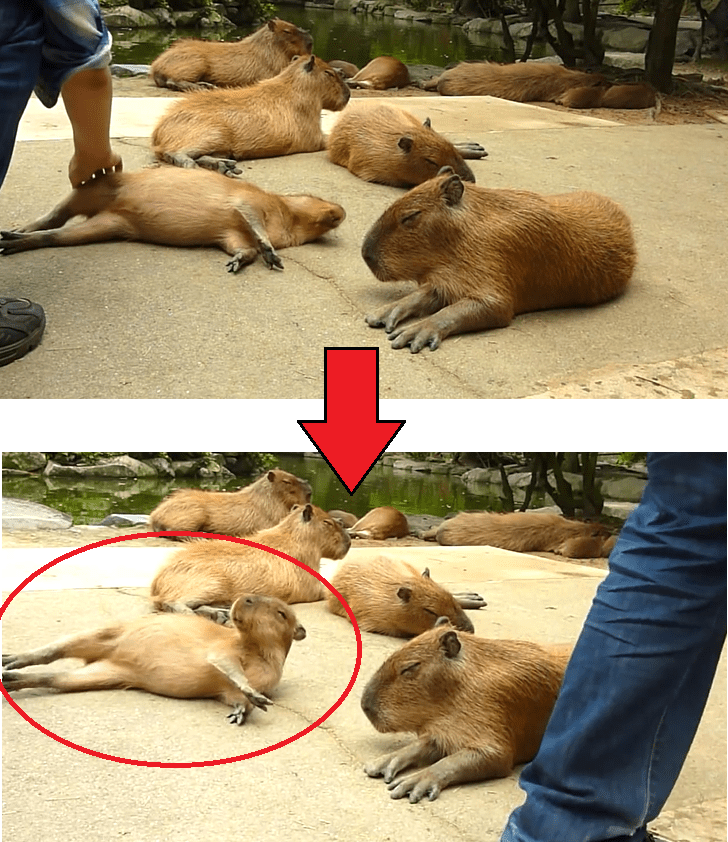 What happens when you scratch a capybara’s back? 【Video】 | SoraNews24 ...