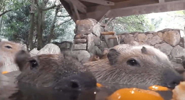 What happens when you scratch a capybara’s back? 【Video】 | SoraNews24 ...