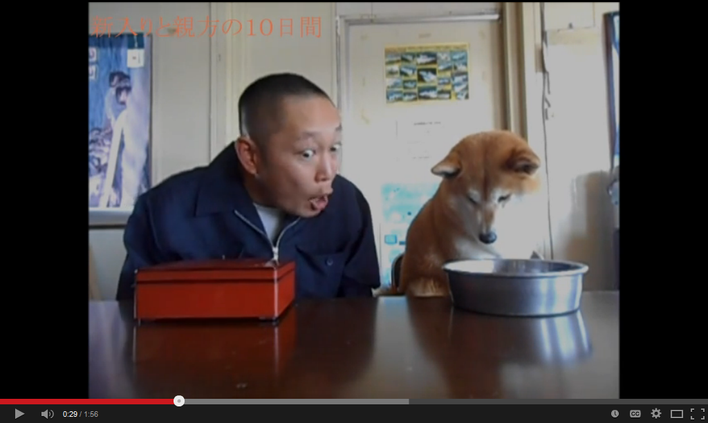 Mari-chan the sensational Shiba Inu actress is back and cute as ever ...