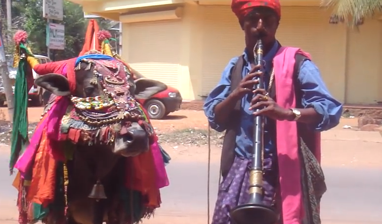 ‘Cows can marry’ and other fascinating bovine facts from India ...