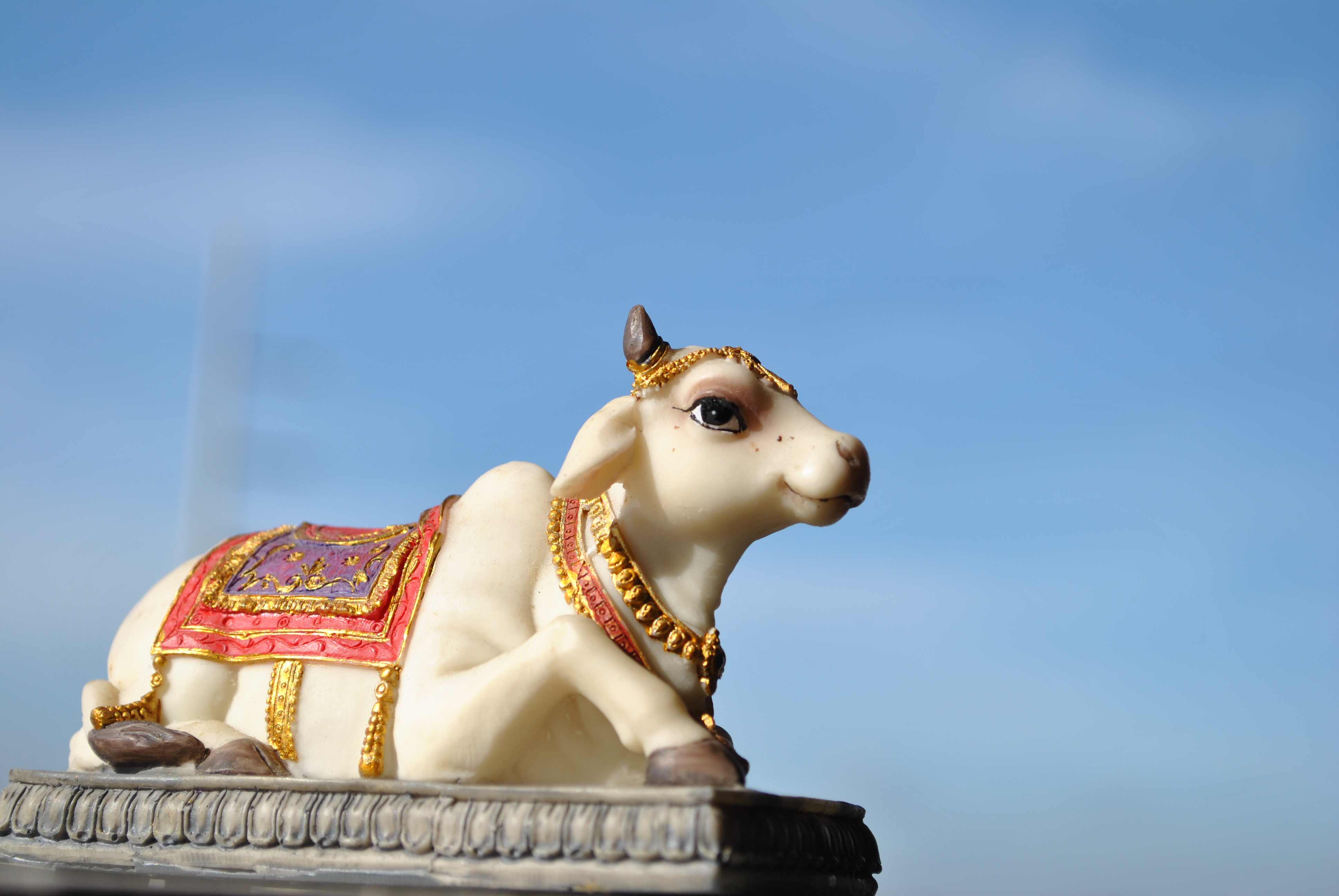 ‘Cows can marry’ and other fascinating bovine facts from India ...