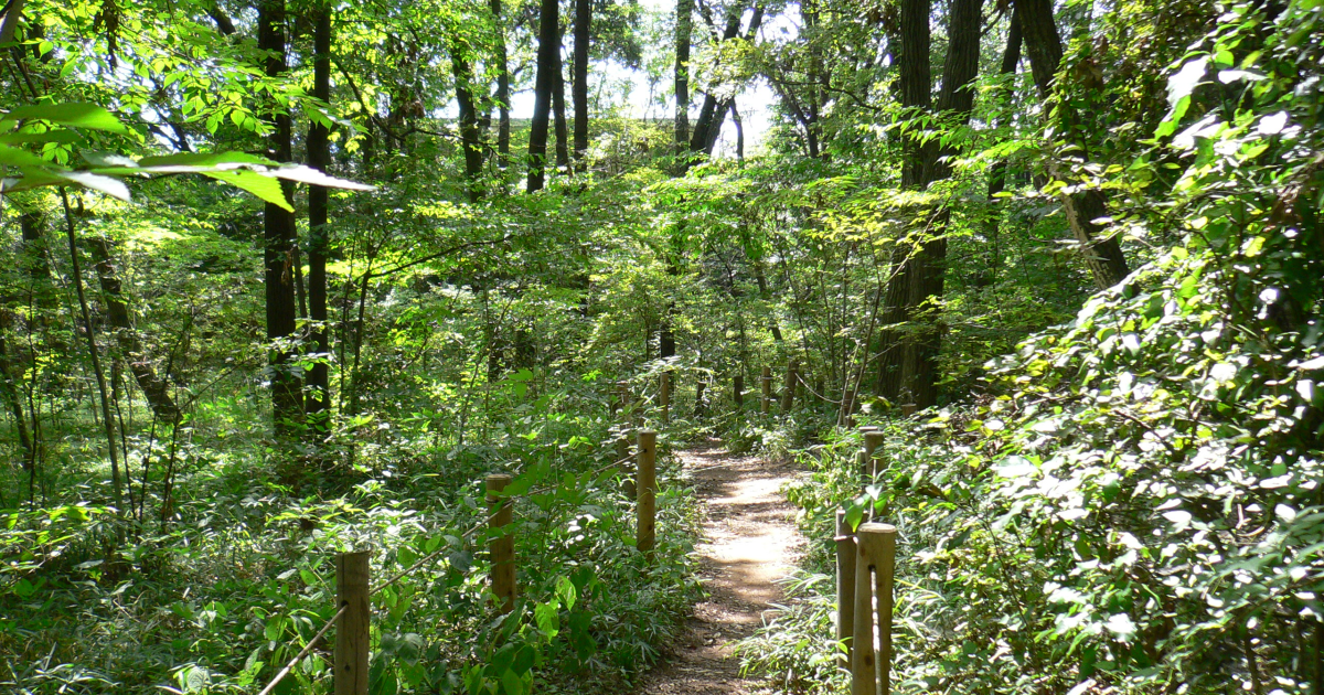Keeping Totoro’s Forest safe: Anime legend Hayao Miyazaki volunteers in ...