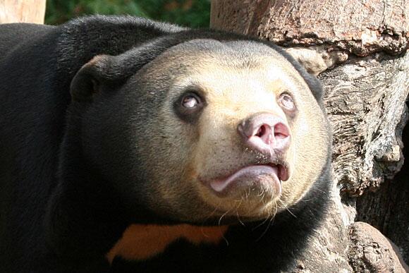 Herp derp! Awkward sun bear is awkward, somehow still adorable【Photos ...