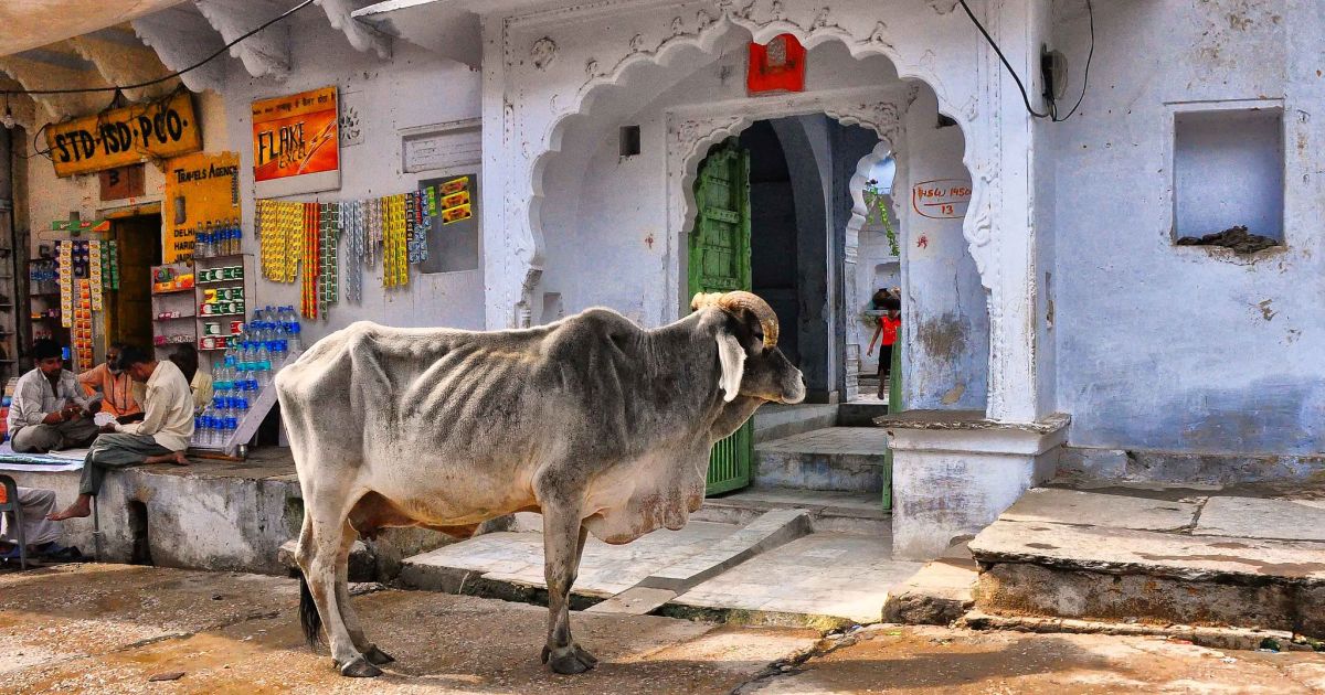 ‘Cows can marry’ and other fascinating bovine facts from India ...