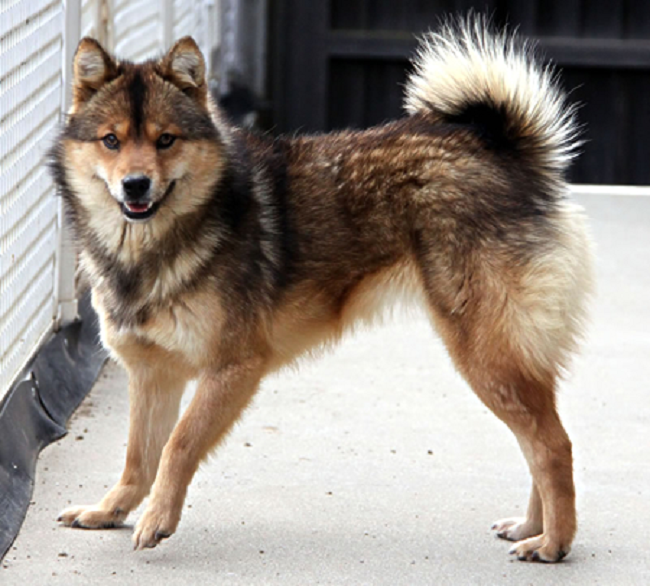 Japan’s Kawakami Dogs: Descended from wolves, adorable as puppies ...