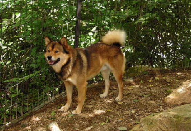 Japan’s Kawakami Dogs: Descended from wolves, adorable as puppies ...