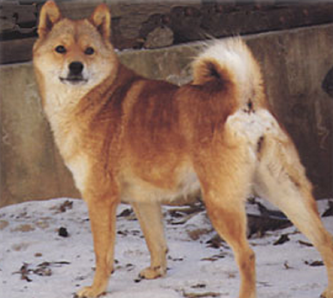 Japan’s Kawakami Dogs: Descended from wolves, adorable as puppies ...