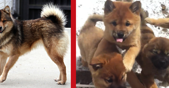 Japan’s Kawakami Dogs: Descended from wolves, adorable as puppies ...