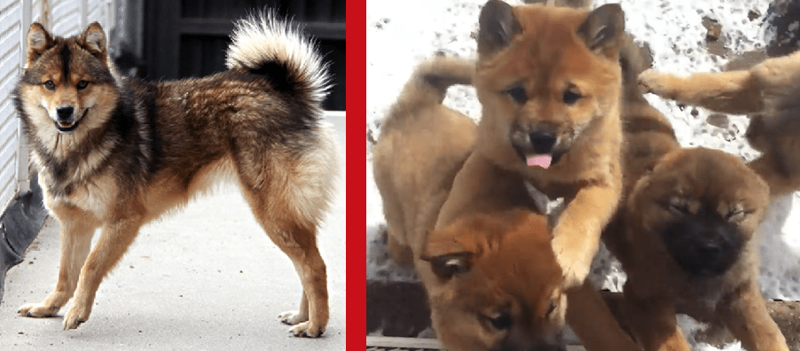 Accessories make the dog as Shiba Inu goes from schoolgirl cute to ...