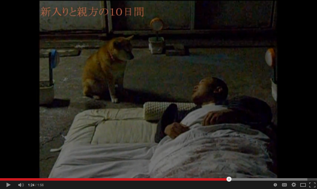 Mari-chan the sensational Shiba Inu actress is back and cute as ever ...