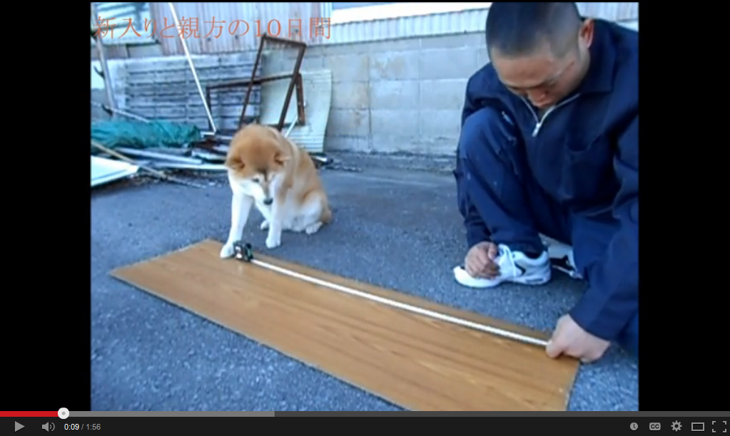 Mari-chan the sensational Shiba Inu actress is back and cute as ever ...