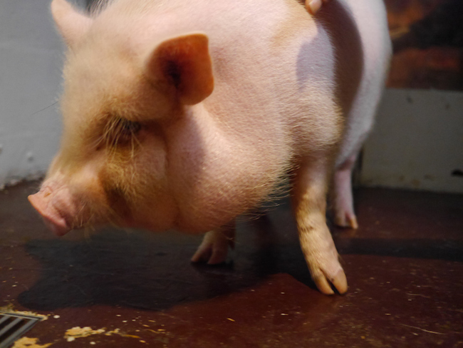 We go to Kanazawa to meet Bao, the miniature pig who works in a pork ...