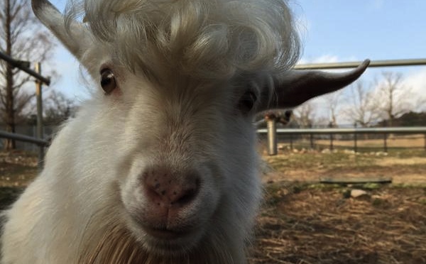 Does this goat have better hair than you? | SoraNews24 -Japan News-