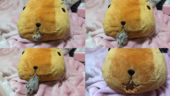 Hamster chills out in mandarin orange skin, looks adorable 【Video ...