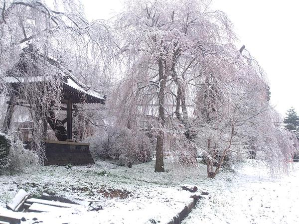 Snow sakura! Spring and winter collide as frost and cherry blossoms ...