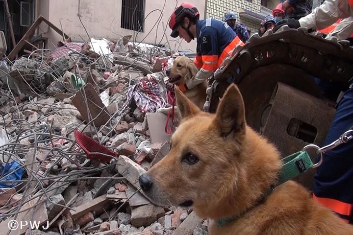 Rescued dog becomes rescue dog as Hiroshima stray joins search for ...
