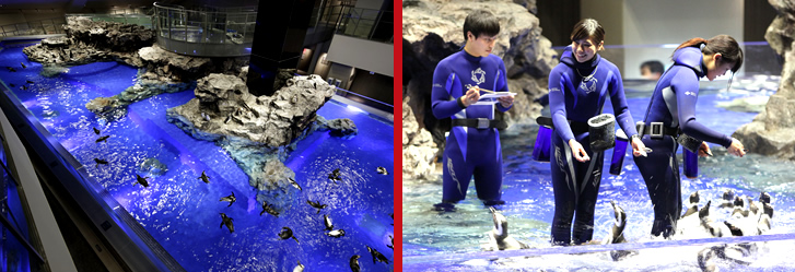 The Penguin Train: The one time passengers going to Tokyo will wish the ...