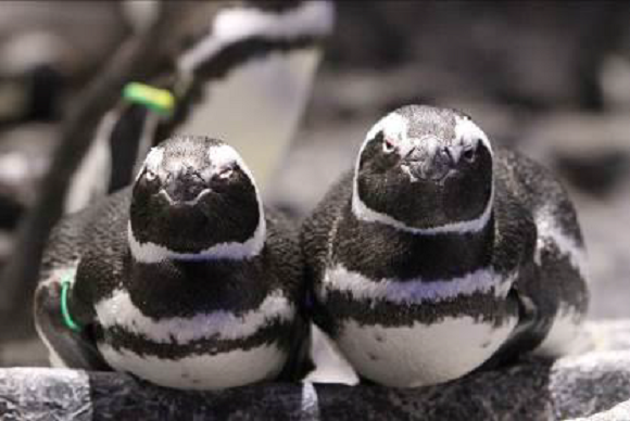 The Penguin Train: The one time passengers going to Tokyo will wish the ...