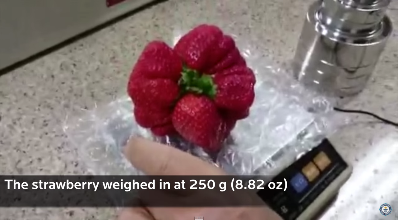 Guinness World Record-breaking strawberry found in Fukuoka and it’s ...