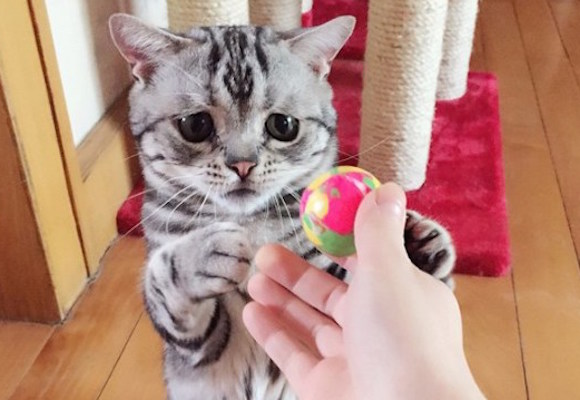 Vietnam’s cutest fishmonger is a swanky cat, drives a hard bargain with ...